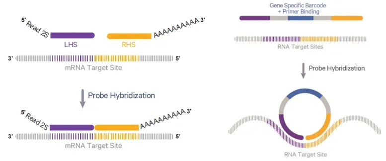 10x Genomics Visium HD vs. Xenium - Omics Empower