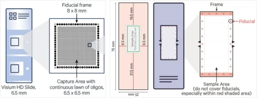 10x Genomics Visium HD vs. Xenium - Omics Empower