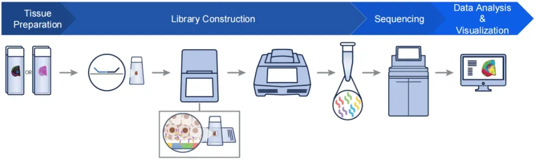 10x Genomics Visium HD vs. Xenium - Omics Empower